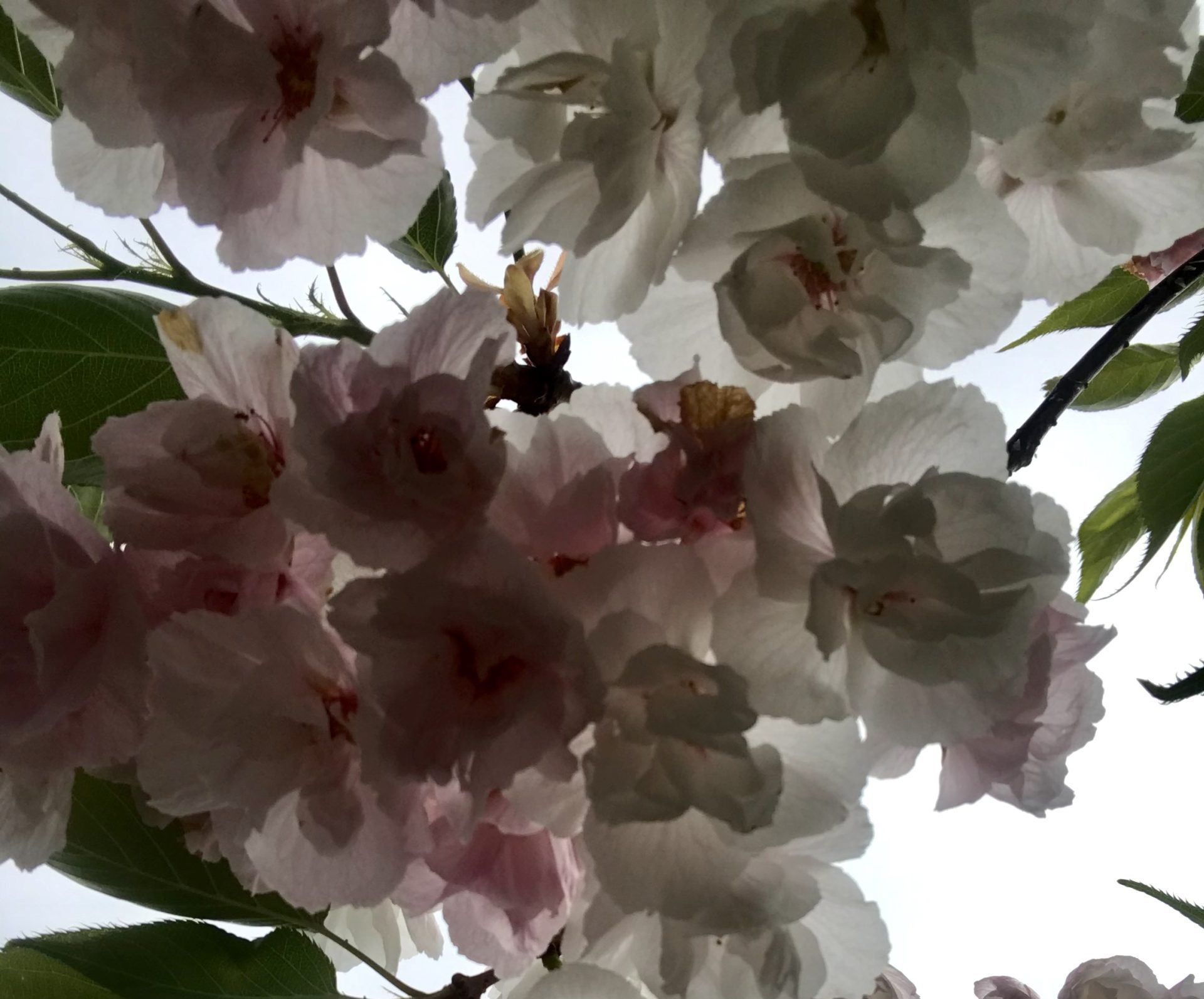 Honoring the Memories of Iraqi Academics - CCAS